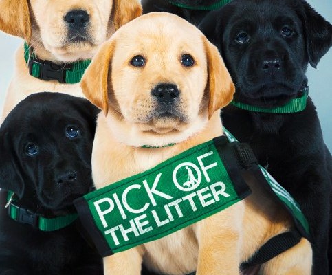 Pick of the Litter (Film 2018): trama, cast, foto - Movieplayer.it