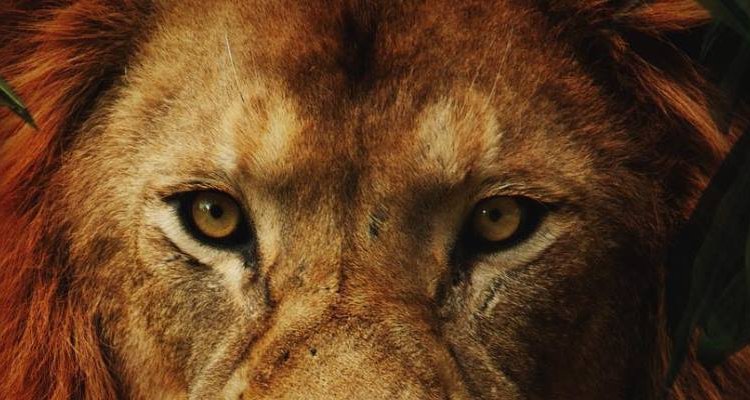 Il Re Leone (2019) - Film - Movieplayer.it