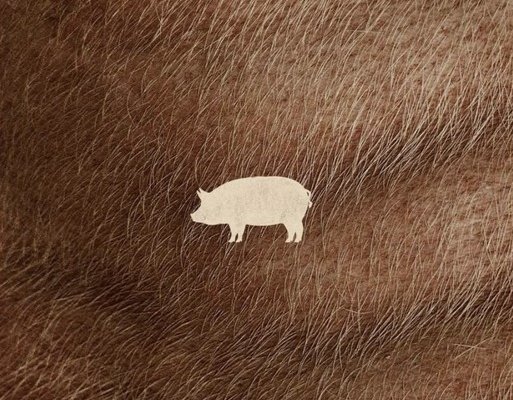 Pig (Film 2021): trama, cast e dove vederlo - Movieplayer.it