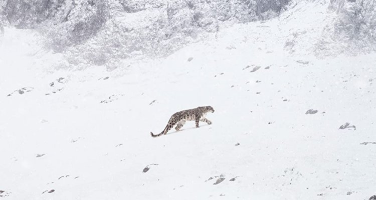 The Velvet Queen (Film 2021): trama e info - Movieplayer.it