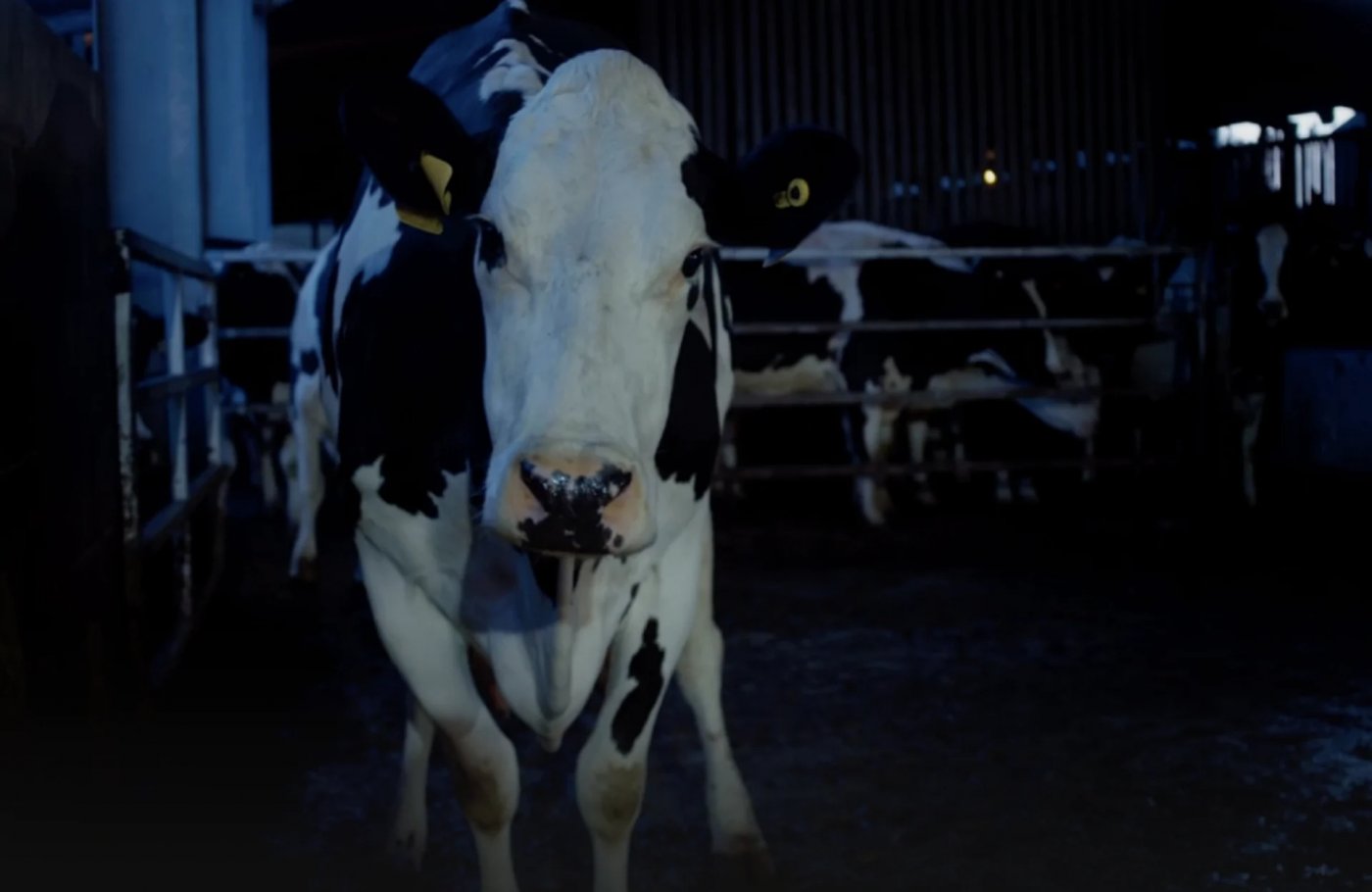 Cow, la recensione - Movieplayer.it