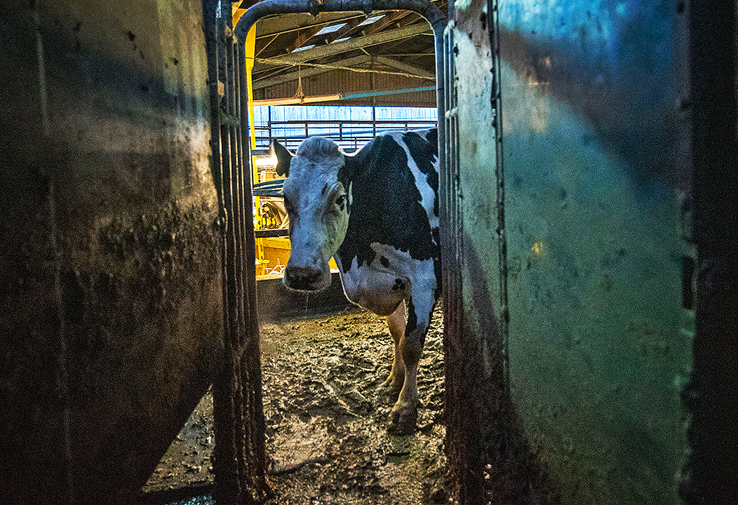 Cow, la recensione - Movieplayer.it