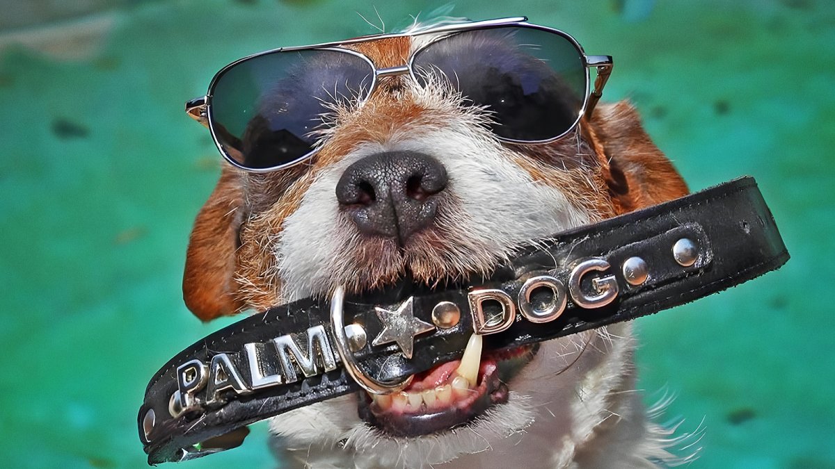Cannes 2023, giorno 10: il momento più atteso, la Palm Dog ...