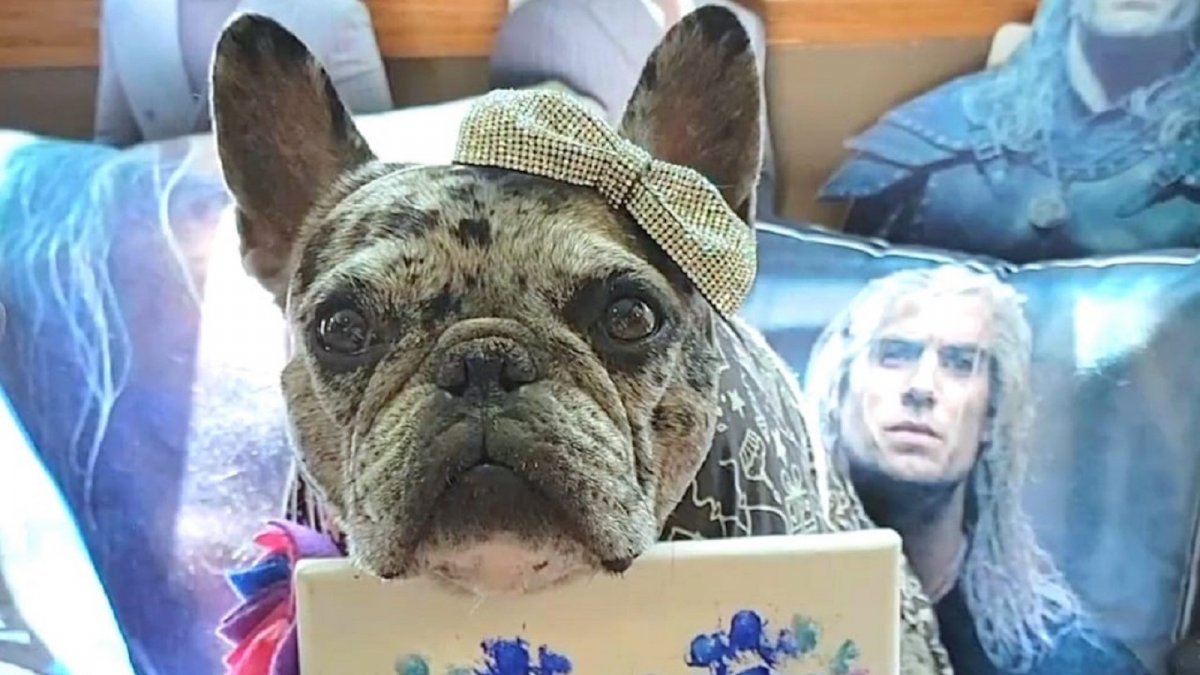 The Witcher: Rory, il bulldog ossessionato da Henry Cavill è stato ...