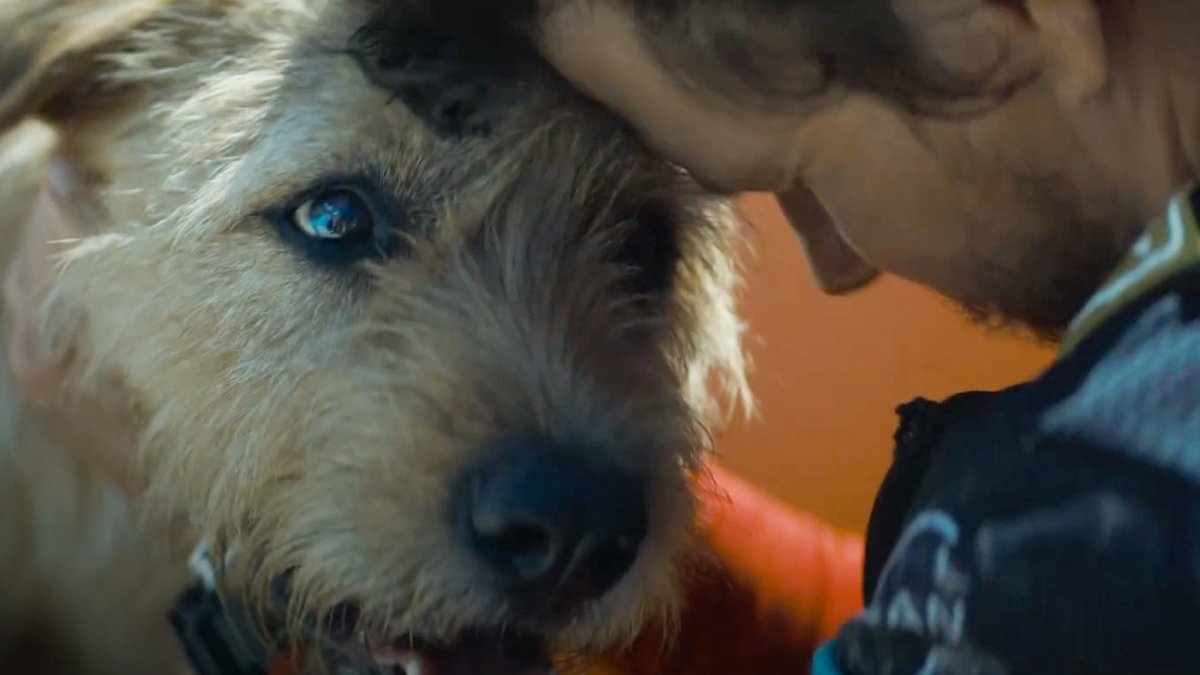 Arthur the King: Mark Wahlberg e il piccolo cucciolo protagonista nelle ...