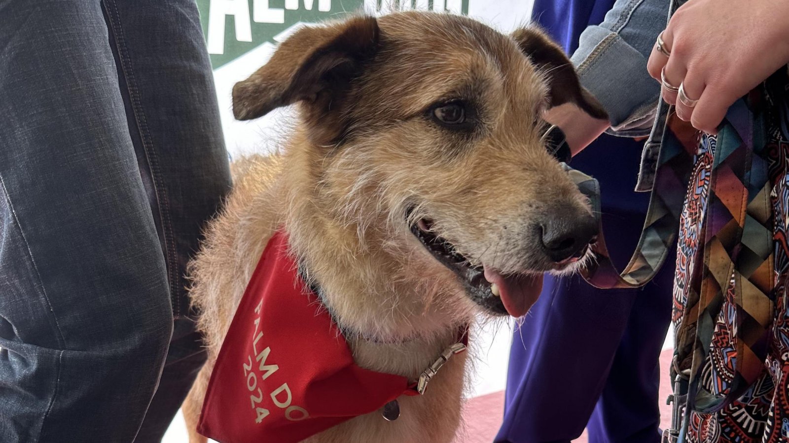 Palm Dog 2024: a grande (e terna) vitória do cachorro Kodi ...