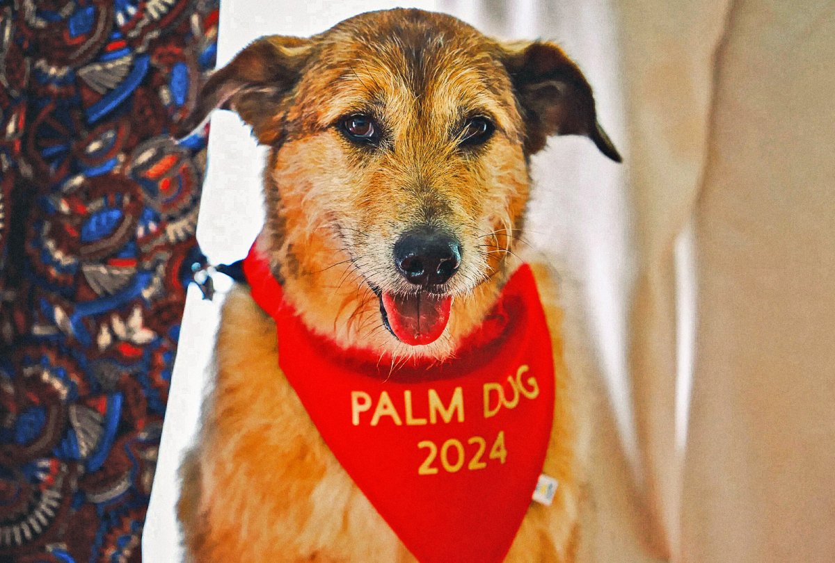 Palm Dog 2024: la grande (e tenera) vittoria del cane Kodi ...