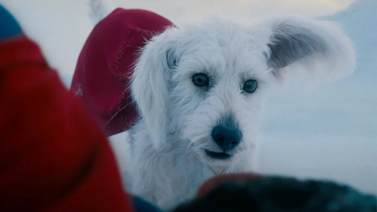 Superman: in arrivo i corti con protagonista il cane Krypto