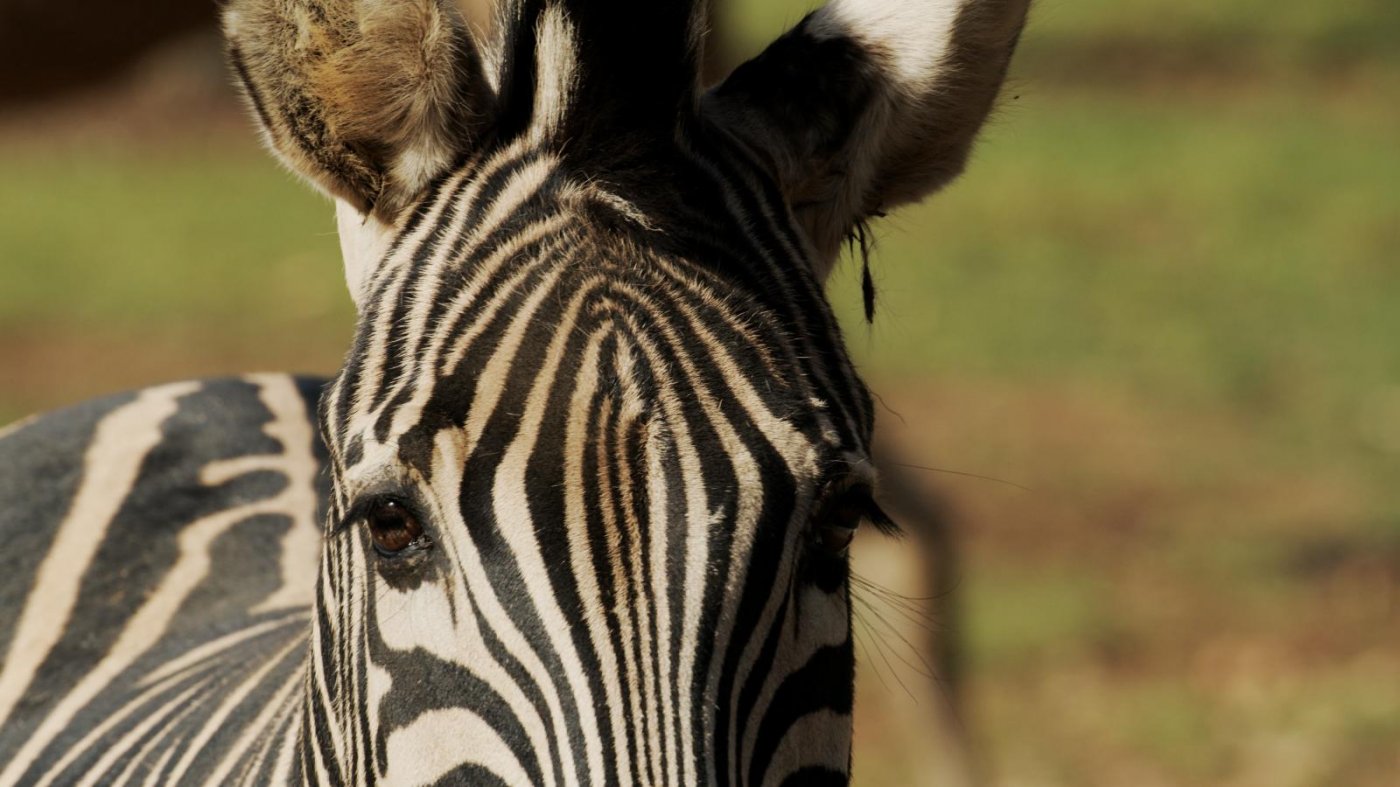 L'ultimo spettacolo, la recensione del documentario - Movieplayer.it