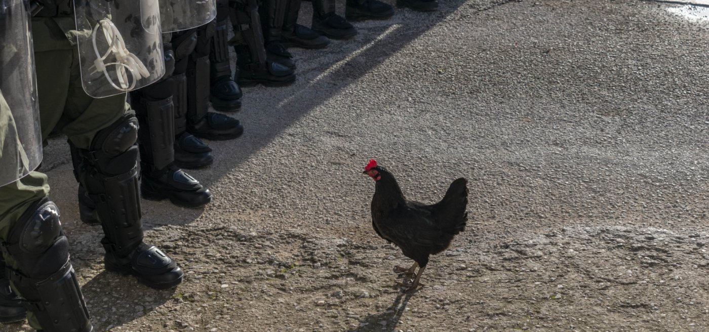 Hen, la recensione del film di György Pálfi sulla vita di una gallina