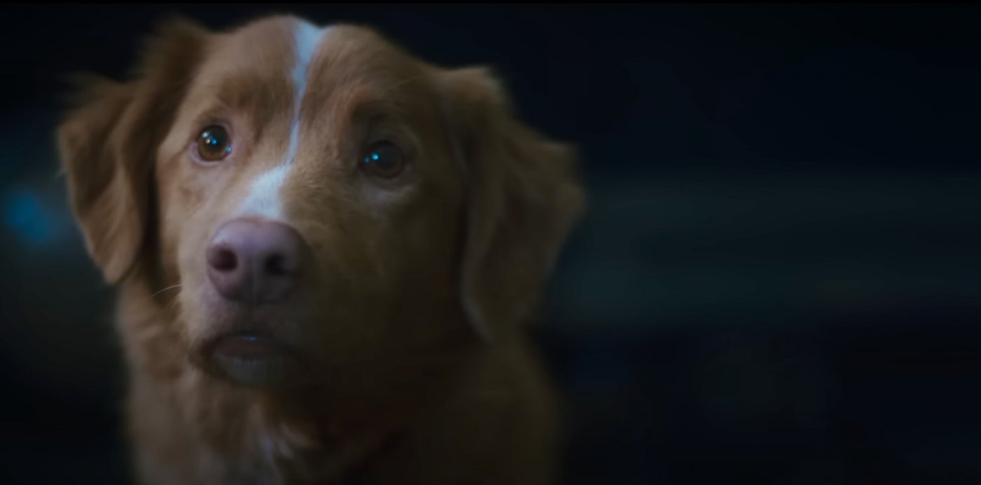 Good Boy, la recensione del film horror con il cane Indy